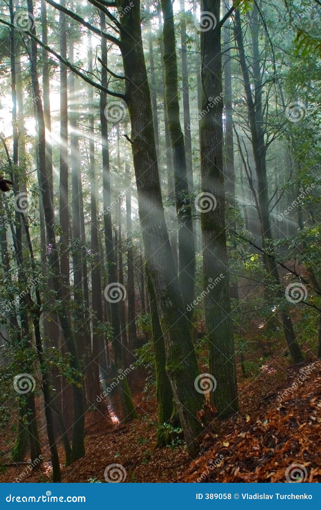 Sun Rays Fall into the Mossy Forest Stock Photo - Image of nature ...