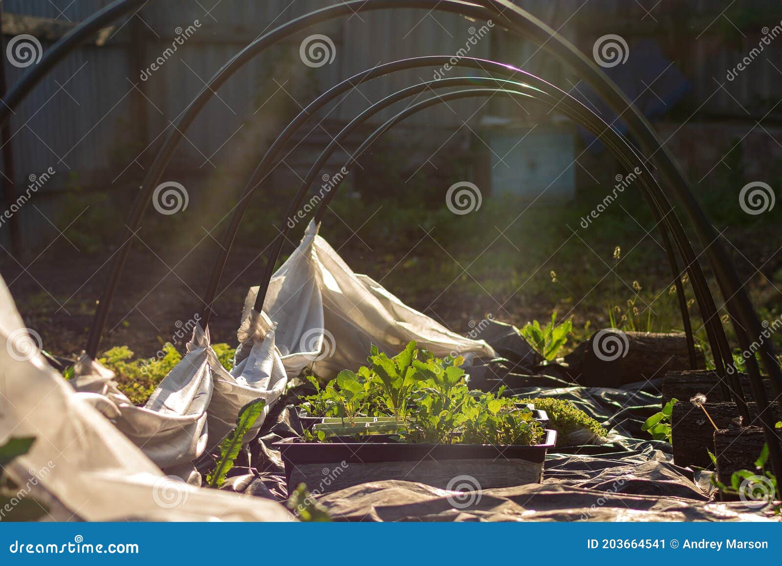 Sun Rays Fall on Seedlings in an Open Greenhouse in the Courtyard of a ...
