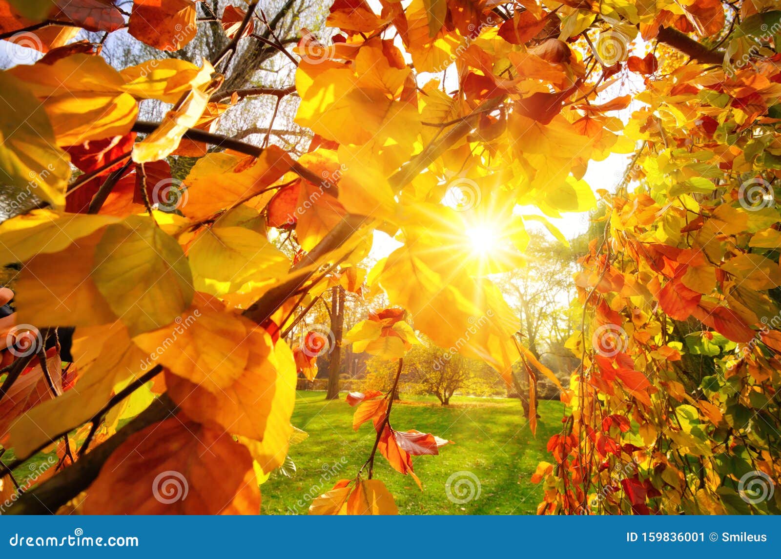 Sun Rays through Autumn Foliage Stock Image - Image of branches ...