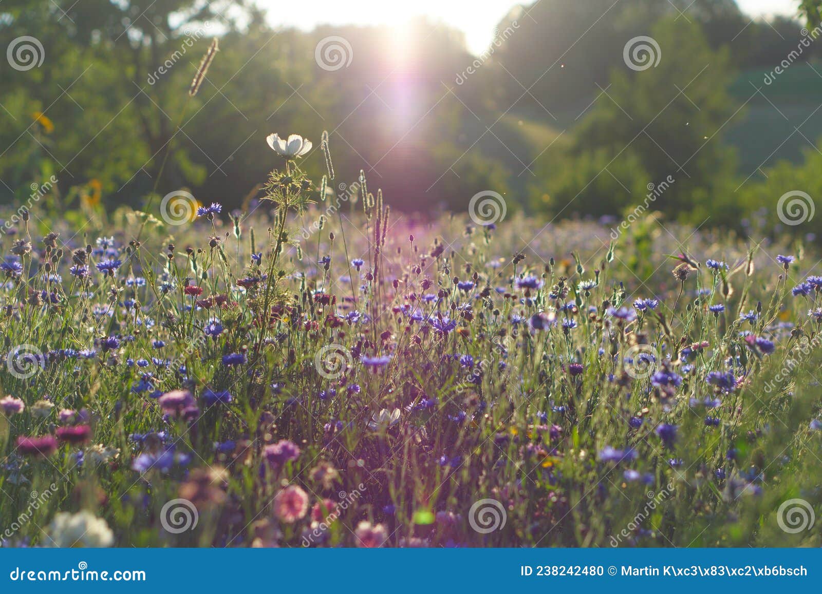 Sun Rays Falling on a Flower Meadow, in Diffuse Light Stock Photo ...