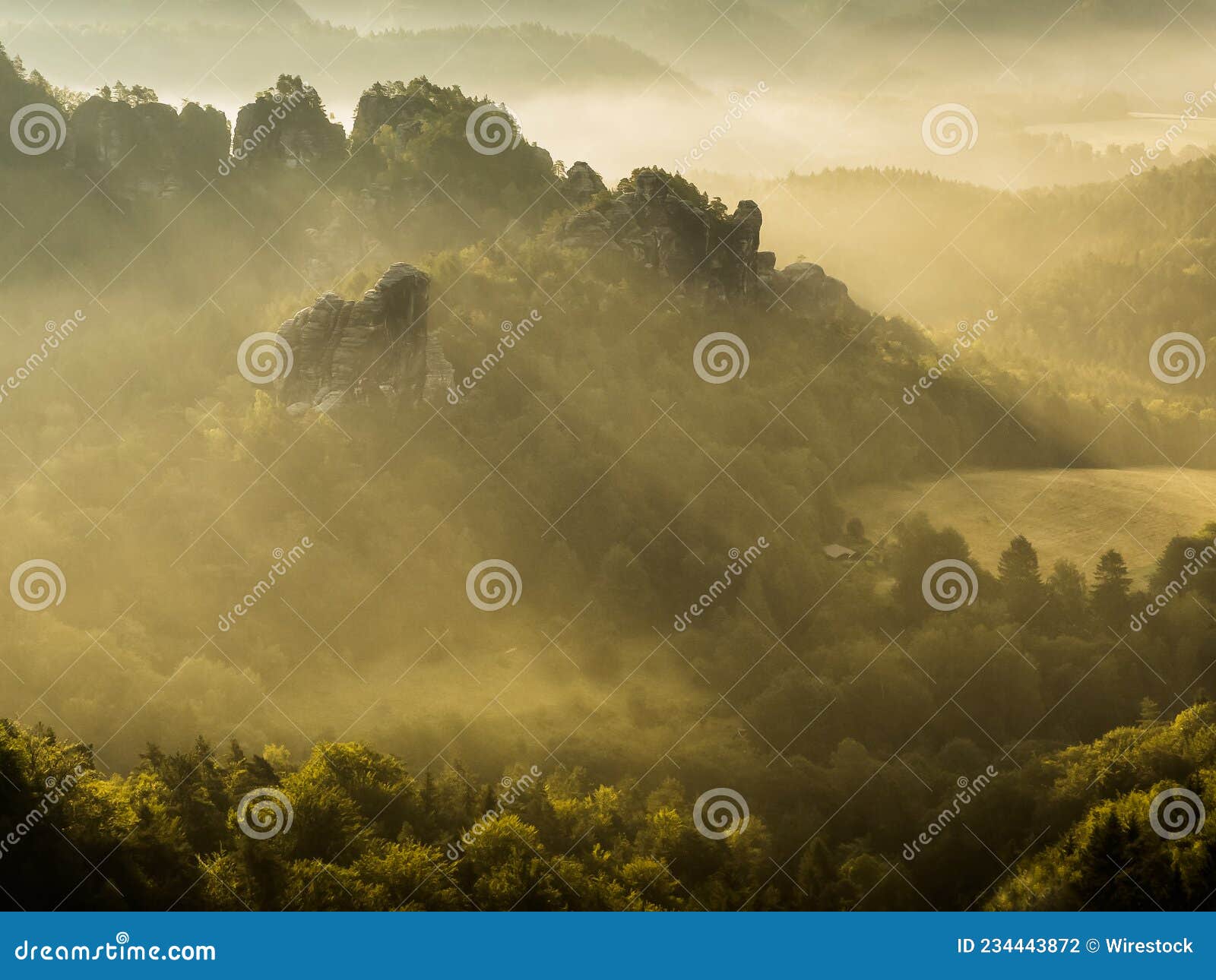 Sun Rays Falling on Growing Vegetation in a Forest Stock Photo - Image ...