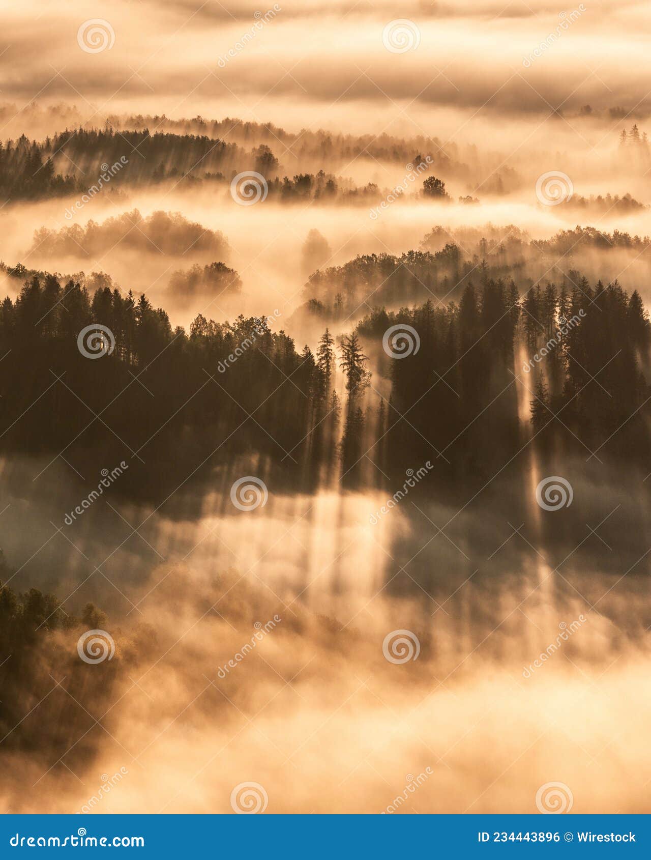Sun Rays Falling on Growing Vegetation in a Forest Stock Photo - Image ...