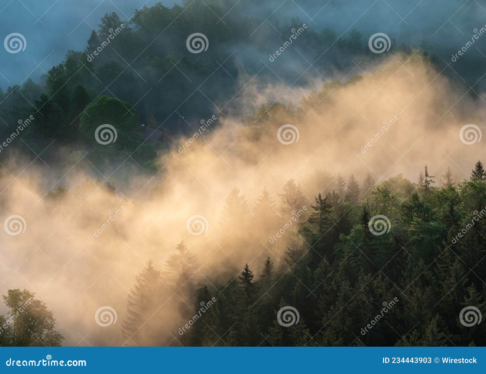 Sun Rays Falling On Growing Vegetation In A Forest Stock Photo ...
