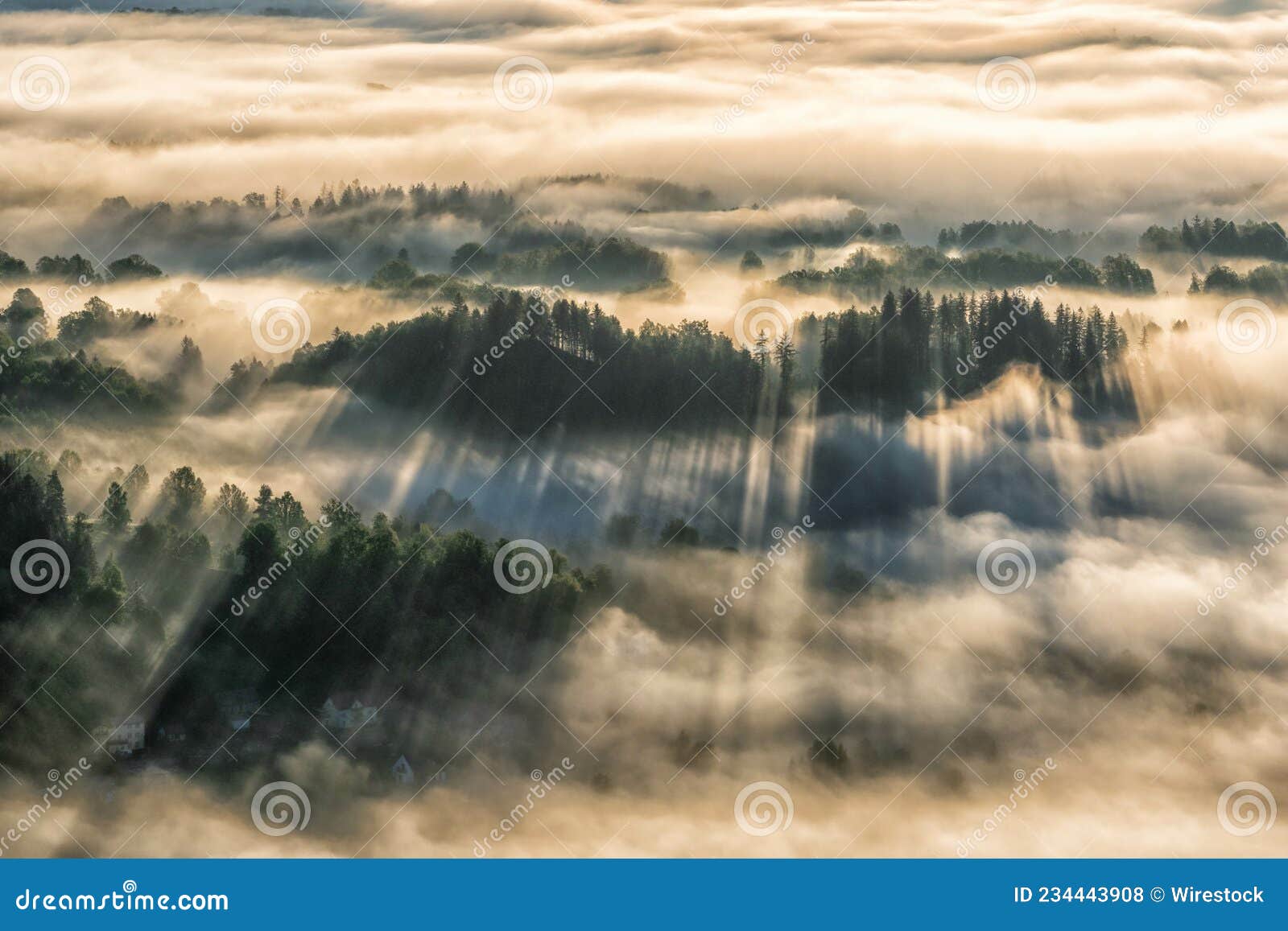 Sun Rays Falling on Growing Vegetation in a Forest Stock Photo - Image ...