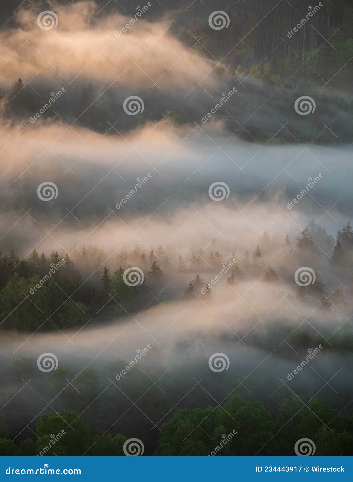 Sun Rays Falling on Growing Vegetation in a Forest Stock Image - Image ...