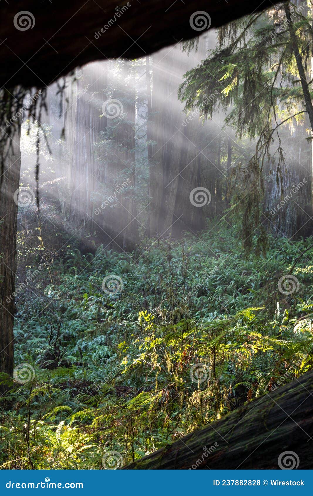 Sun Rays Falling on Growing Vegetation in a Forest Stock Photo - Image ...