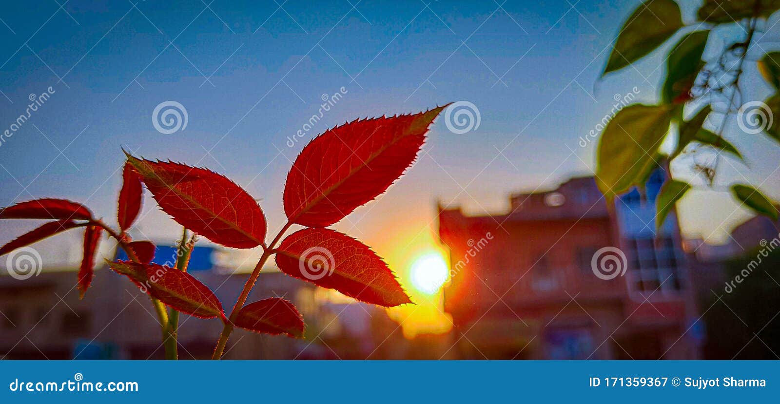 Sun Rays Falling on Red Rose Leaves Stock Image - Image of rose, rays ...
