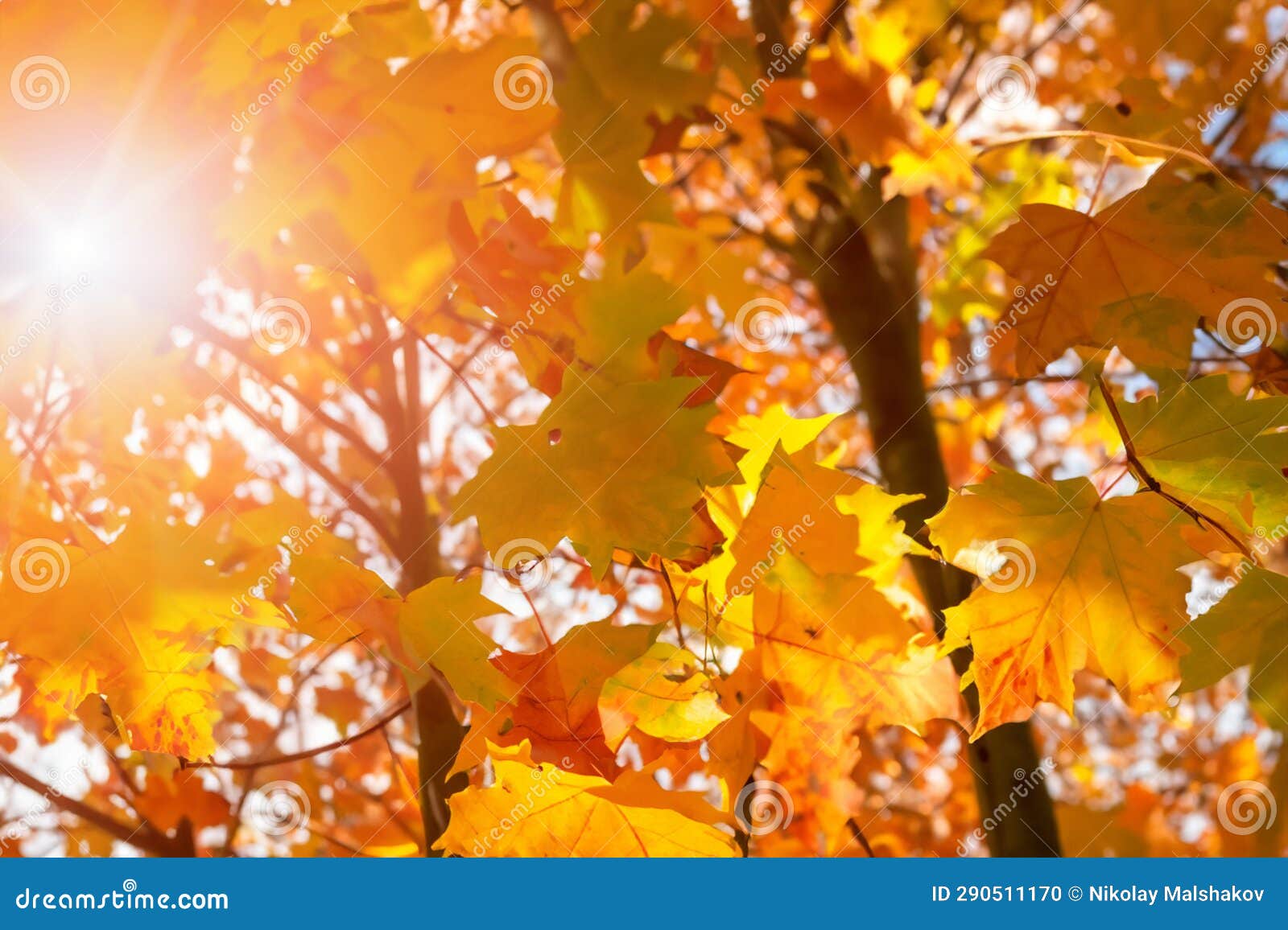 Sun Rays Filter through the Foliage, Casting a Warm and Inviting Glow ...