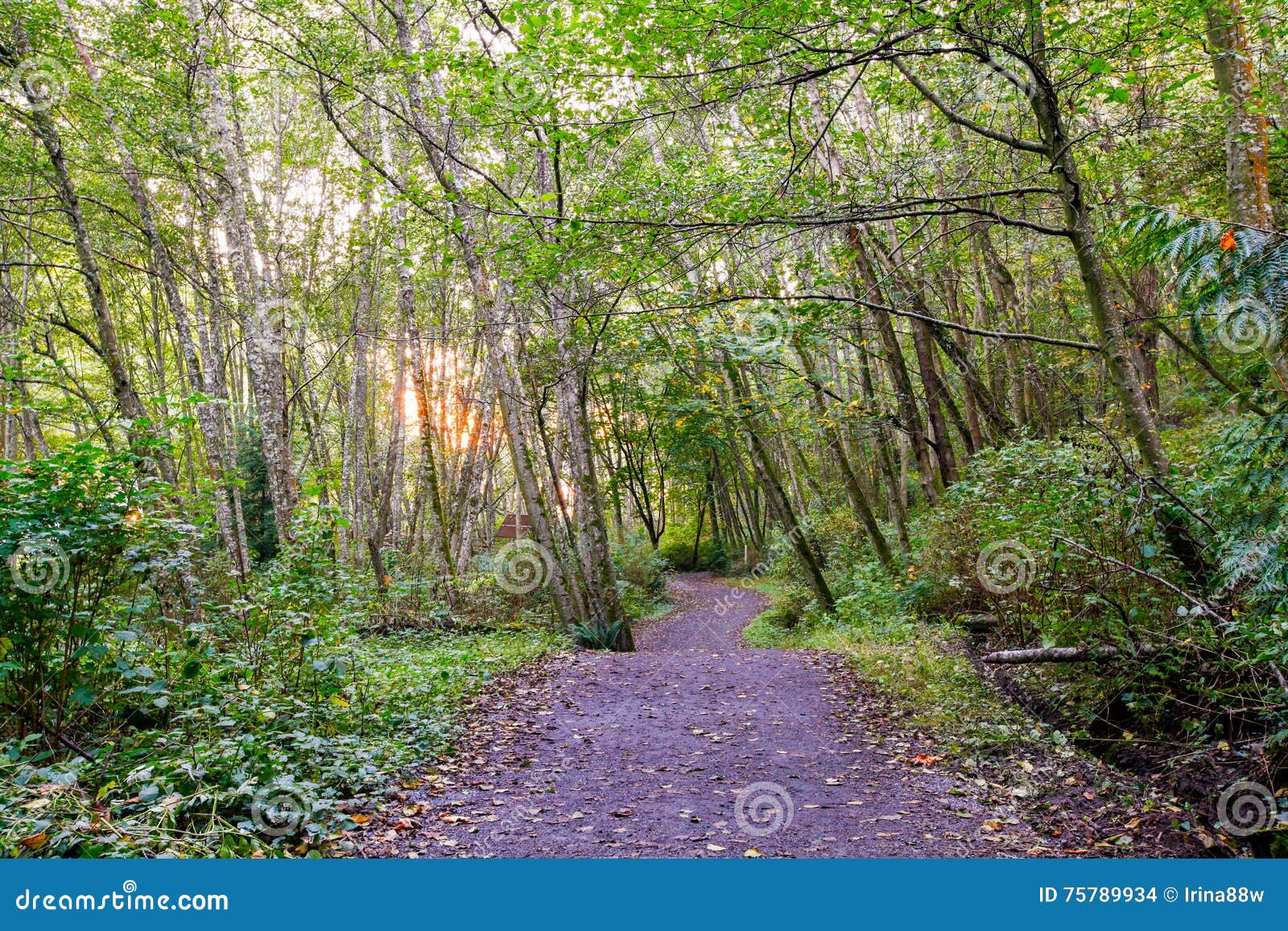 Forest Canopy Tree Silhouette Twilight Nature Scene Royalty-Free Stock ...