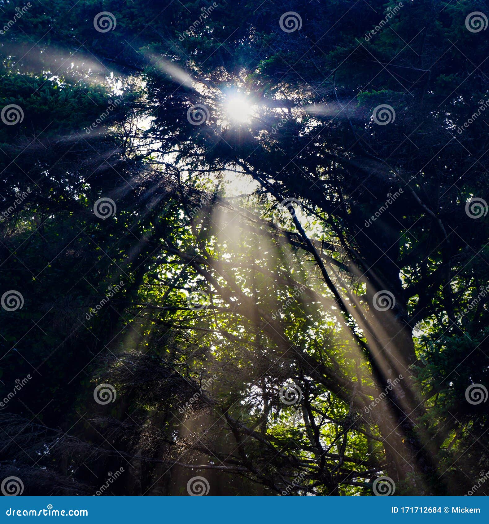 Sun Rays Filter through Forest Trees. Vertical. Stock Photo - Image of ...