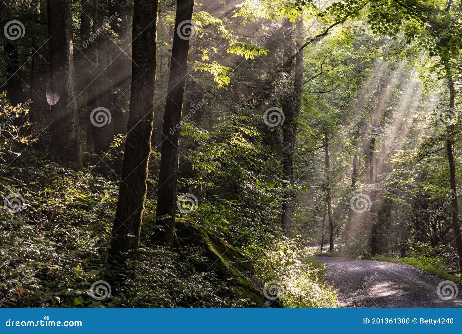 Sun Rays Filter through the Trees in the Early Morning Hours. Stock ...