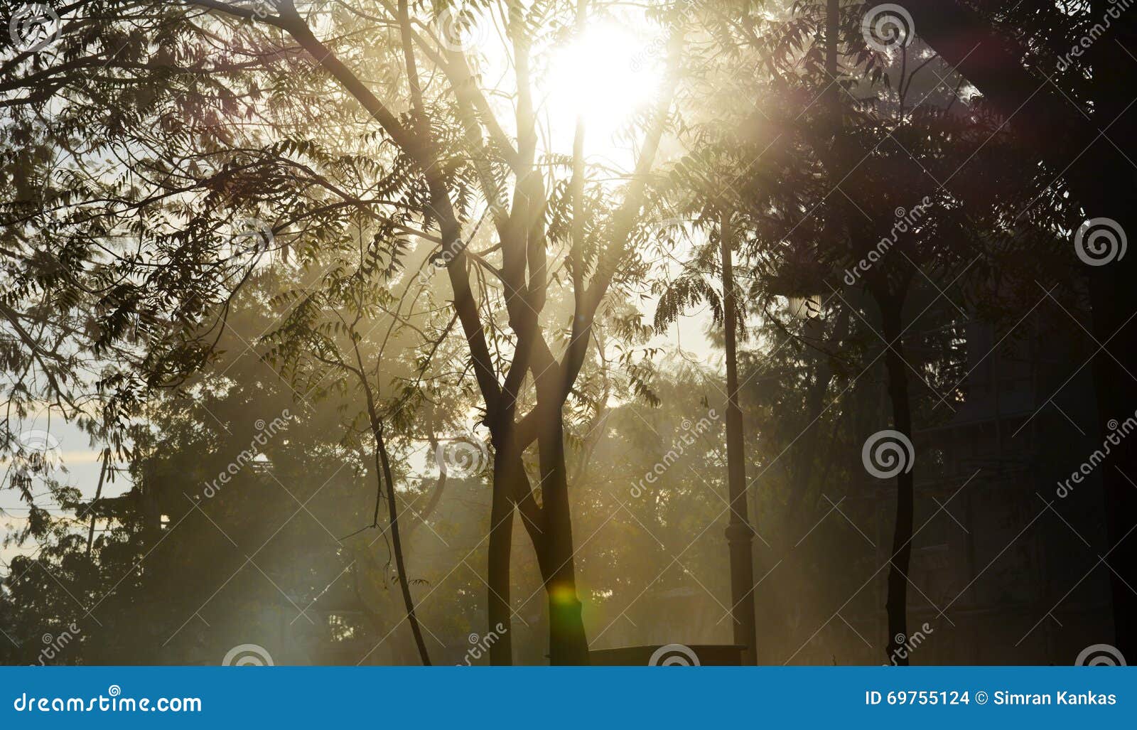 Sun Rays Filtering through the Trees Stock Photo - Image of nature ...