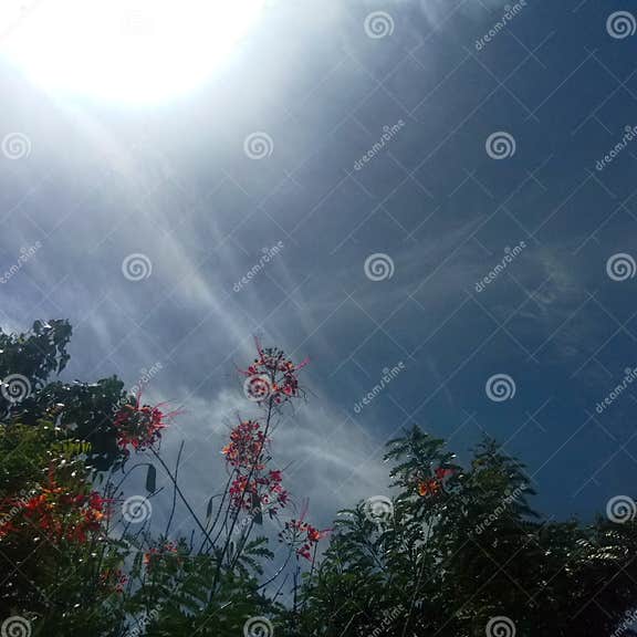 Sun rays on flower tree stock image. Image of rays, sunrays - 119435965