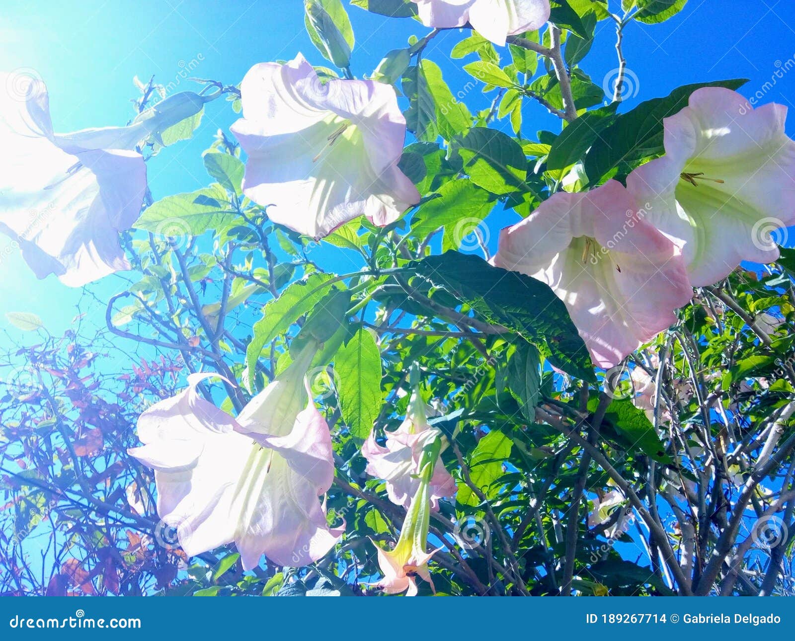 Sun Rays through the Flowers Stock Photo - Image of noon, light: 189267714