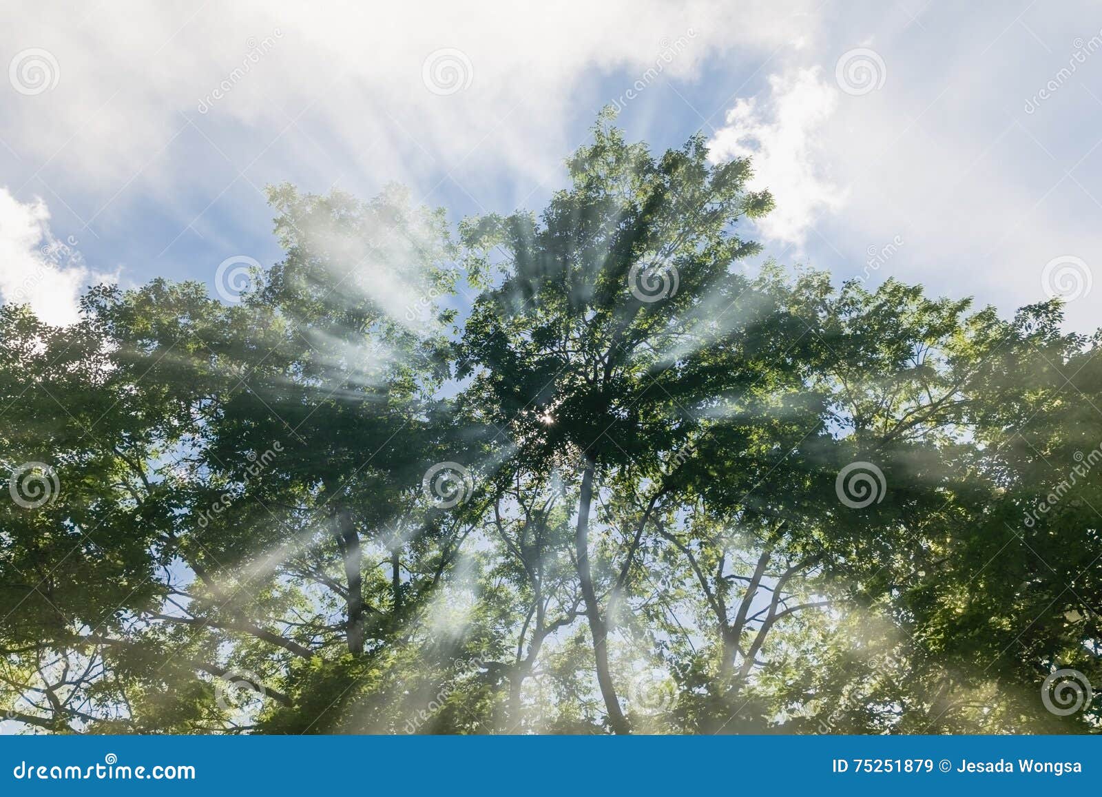 Sun Rays with Fog Shining through Trees for Nature Background Stock ...