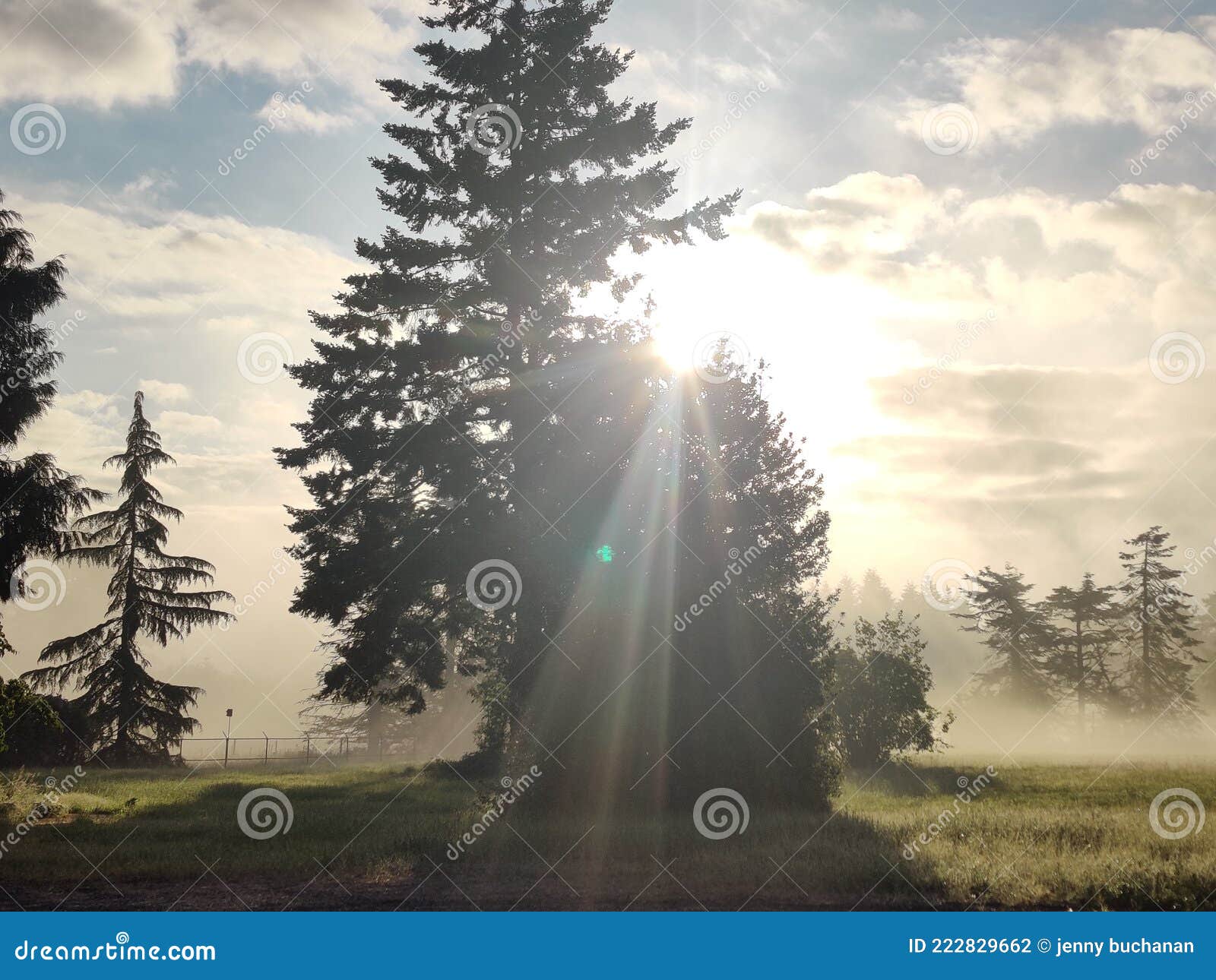 Sun rays in the fog stock photo. Image of autumn, forest - 222829662