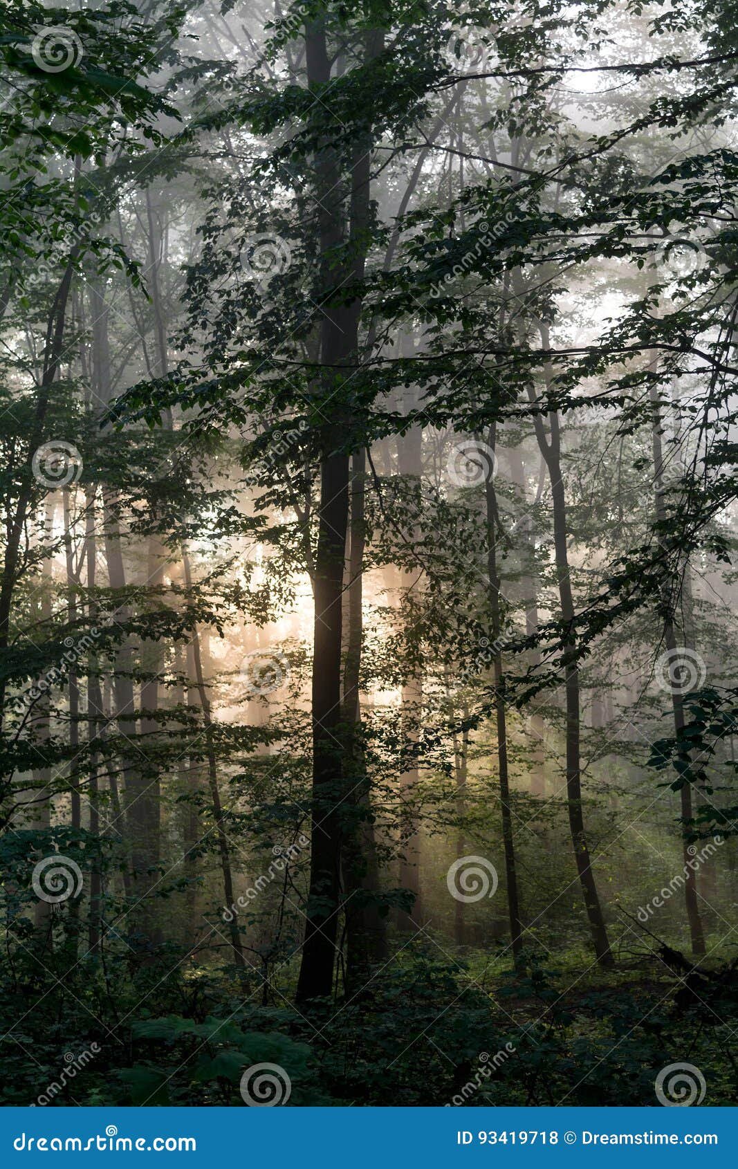 Sun rays into foggy forest stock photo. Image of portrait - 93419718