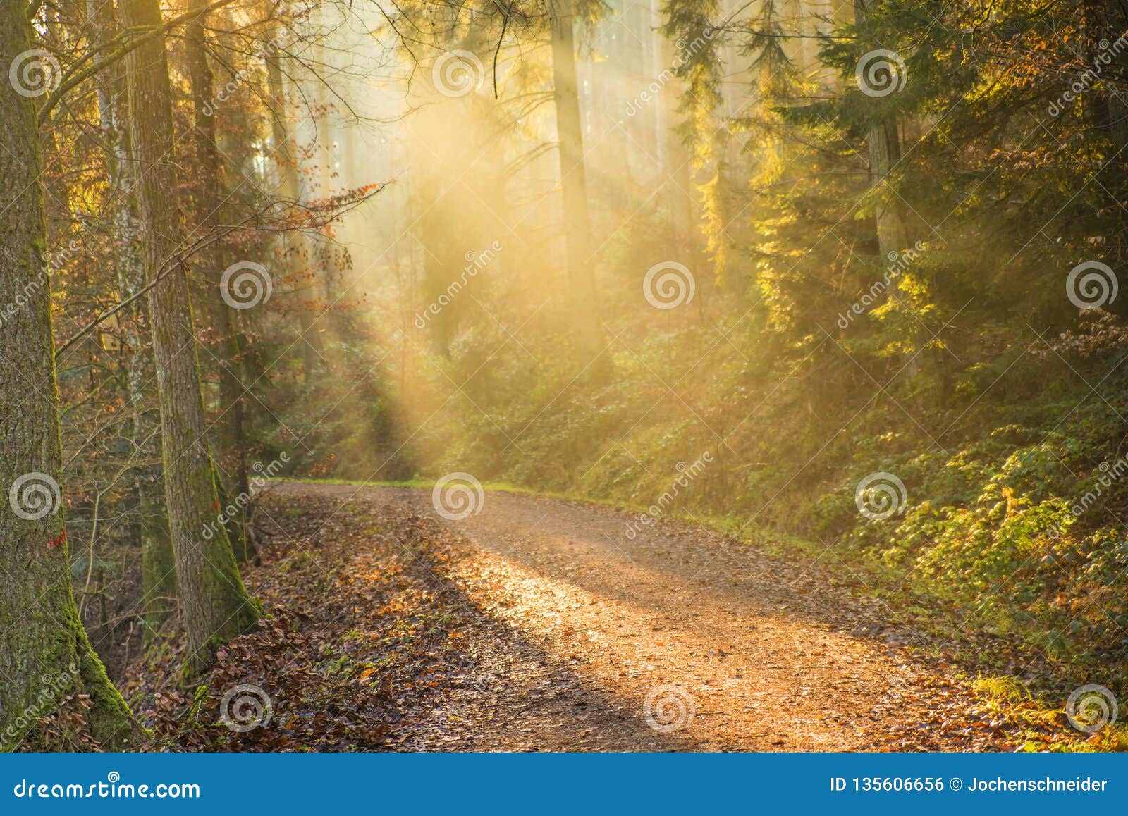 Sun rays in a forest stock photo. Image of nature, walk - 135606656