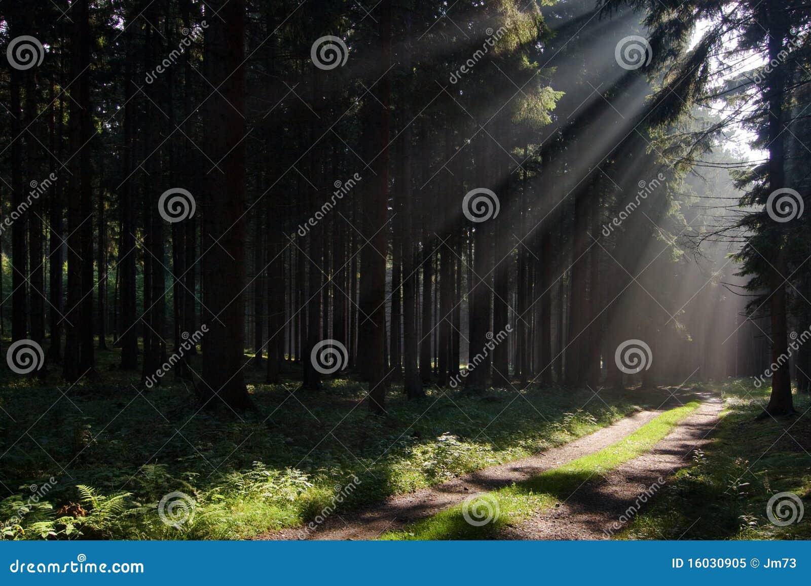Sun rays in the forest stock image. Image of sunny, cockerow - 16030905