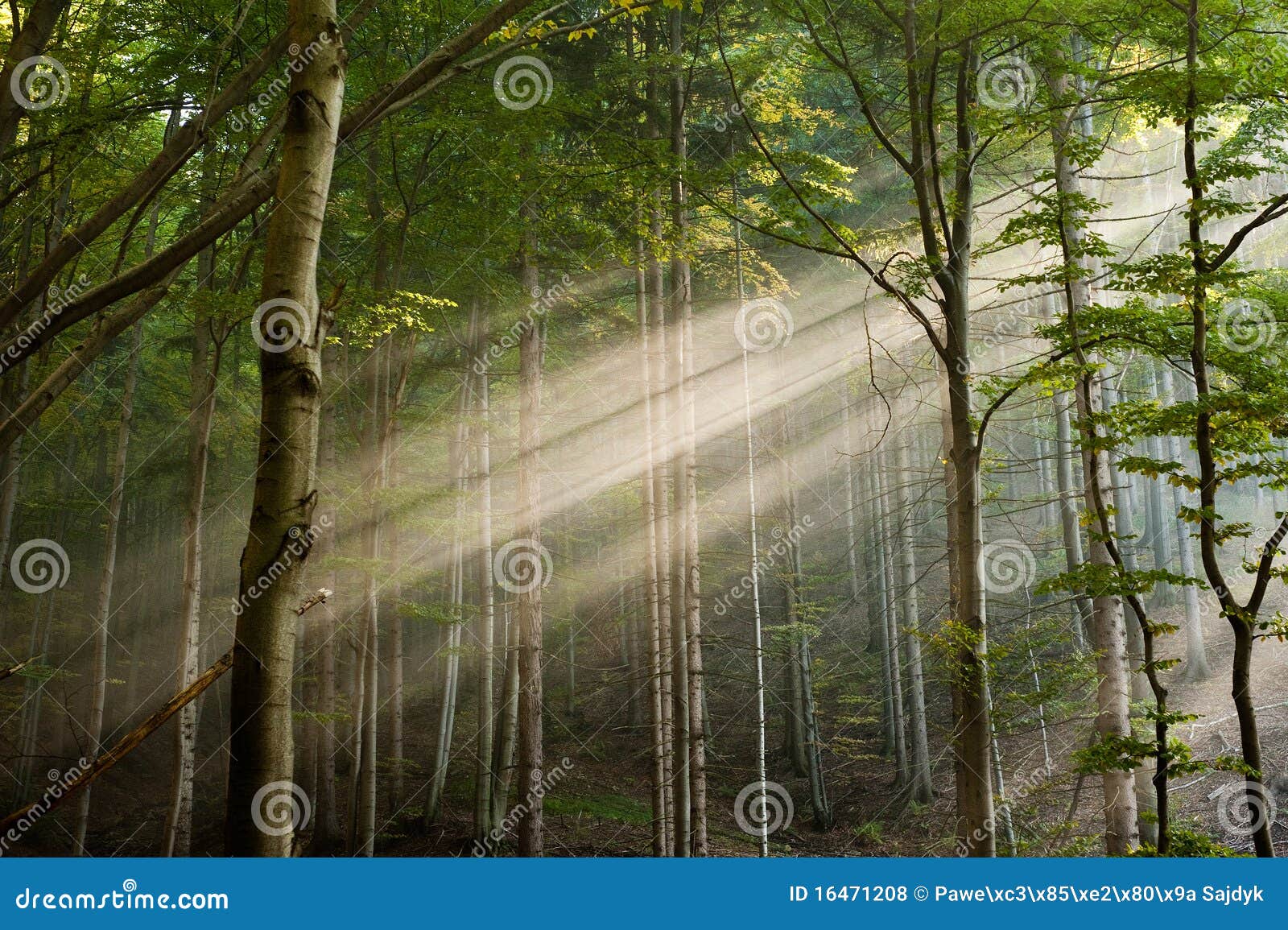 Sun rays in the forest stock photo. Image of phenomenom - 16471208