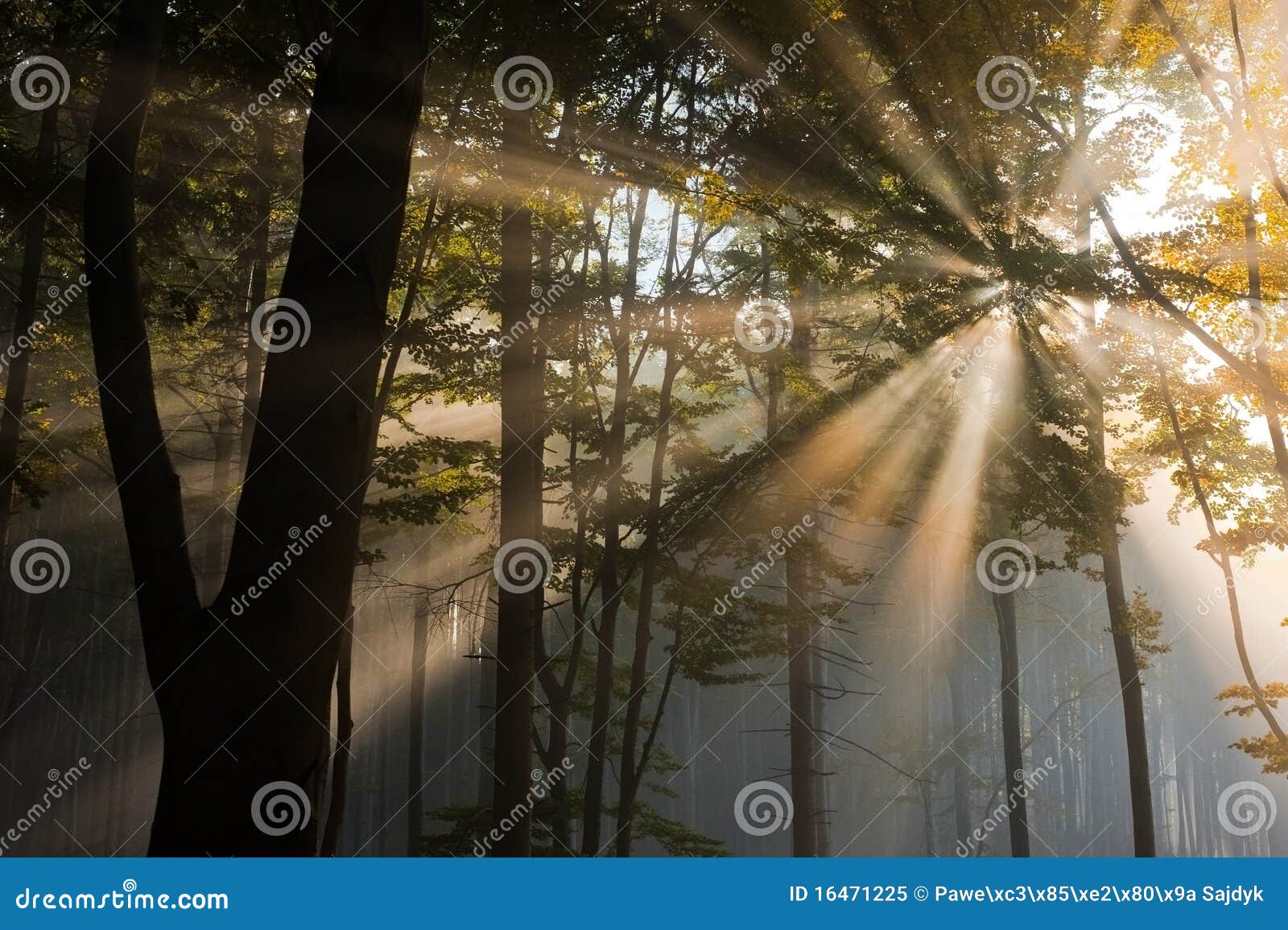 Sun rays in the forest stock image. Image of forest, warm - 16471225