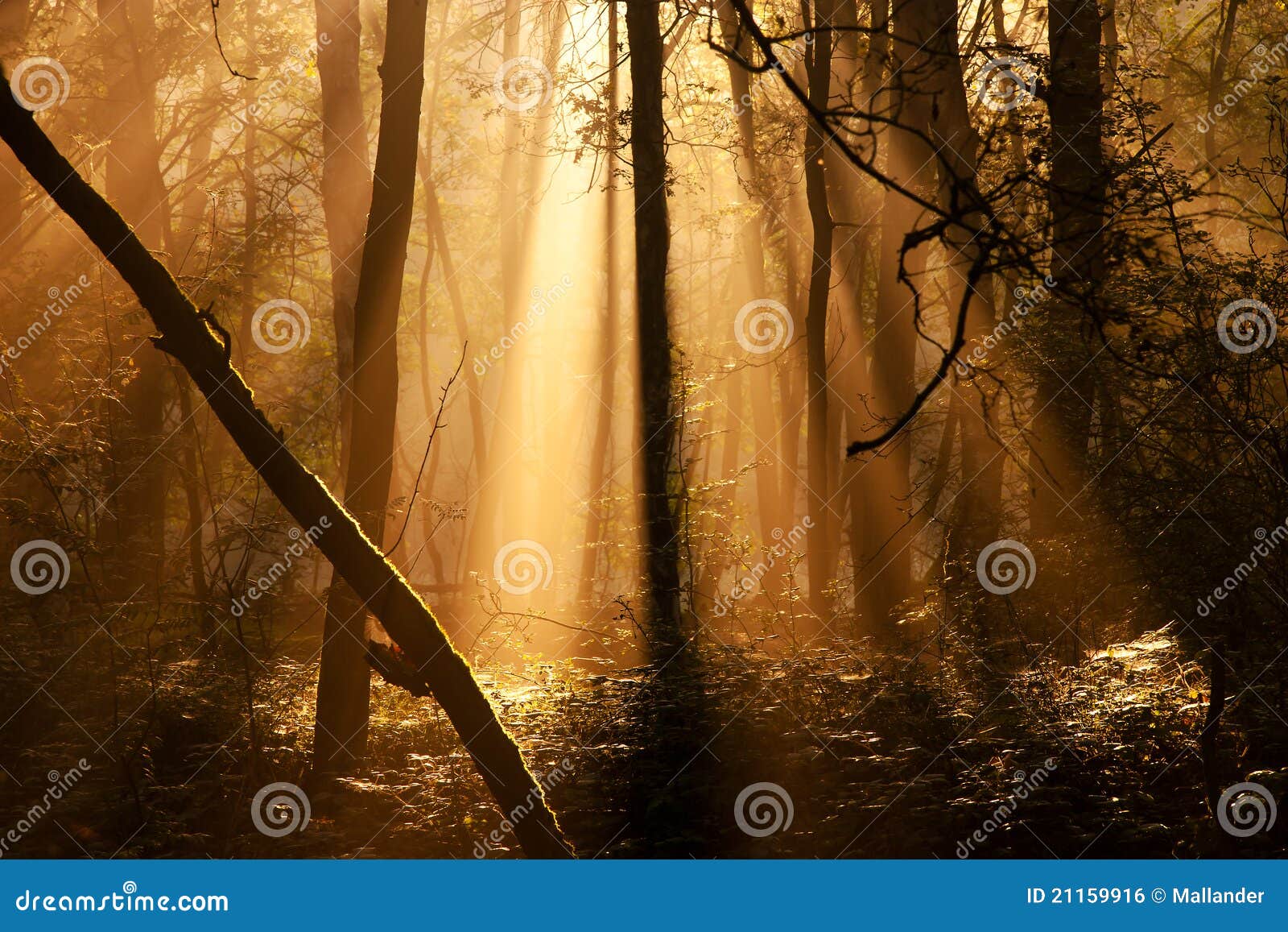 Sun rays in forest stock photo. Image of dark, tree, cloud - 21159916