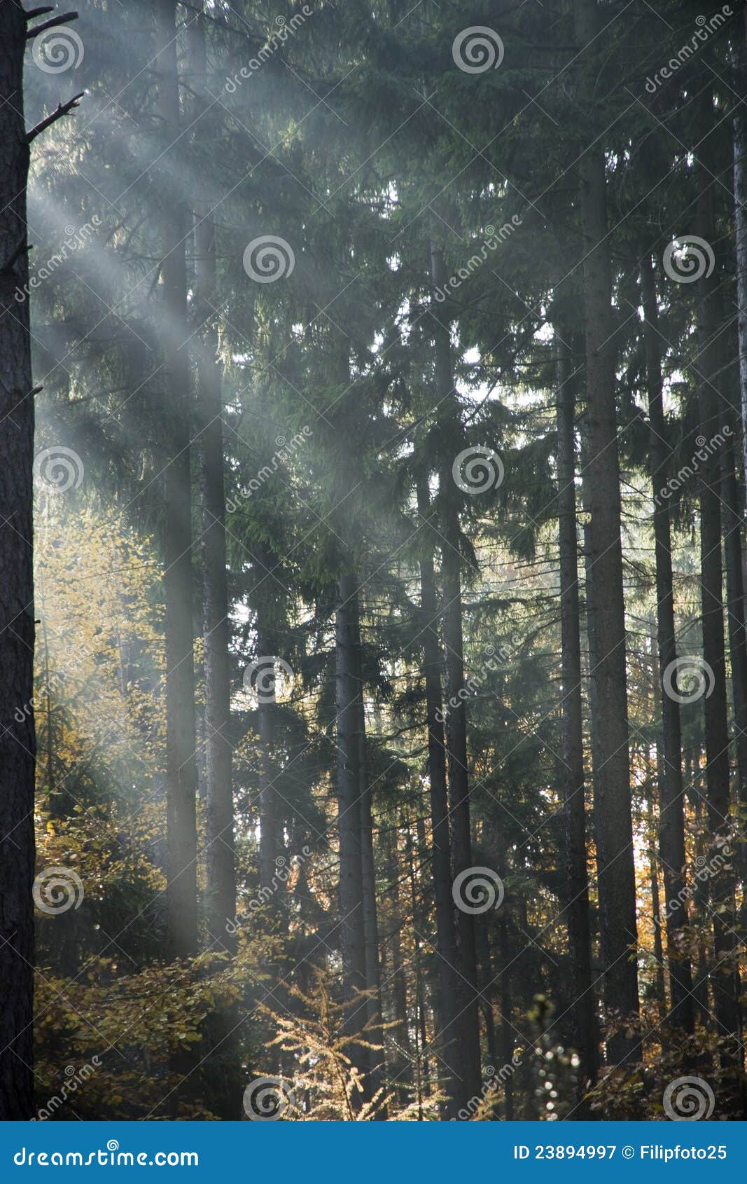 Sun rays in forest stock image. Image of environment - 23894997