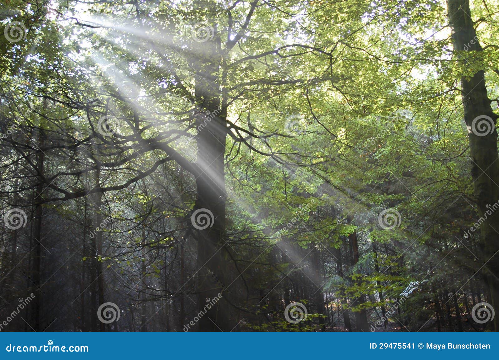 Sun rays in forest stock image. Image of scene, orange - 29475541