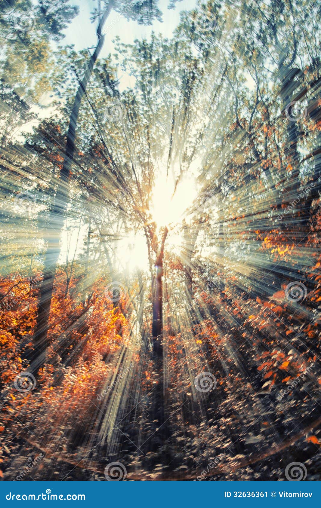 Sun rays in the forest stock image. Image of imagination - 32636361