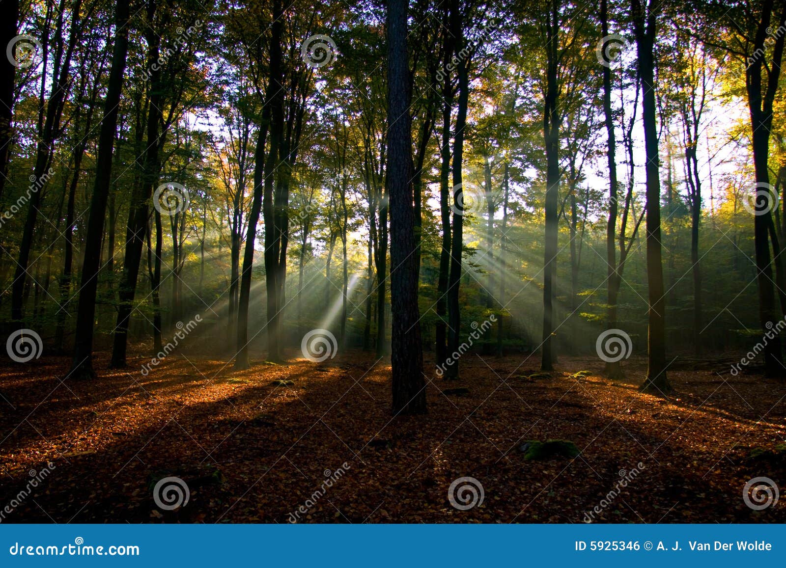 Sun rays in the forest. stock photo. Image of stem, leaves - 5925346