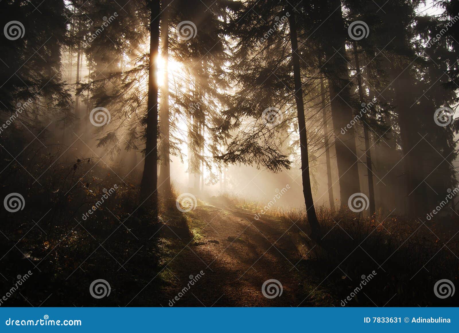 Sun rays in a forest stock image. Image of rays, plants - 7833631