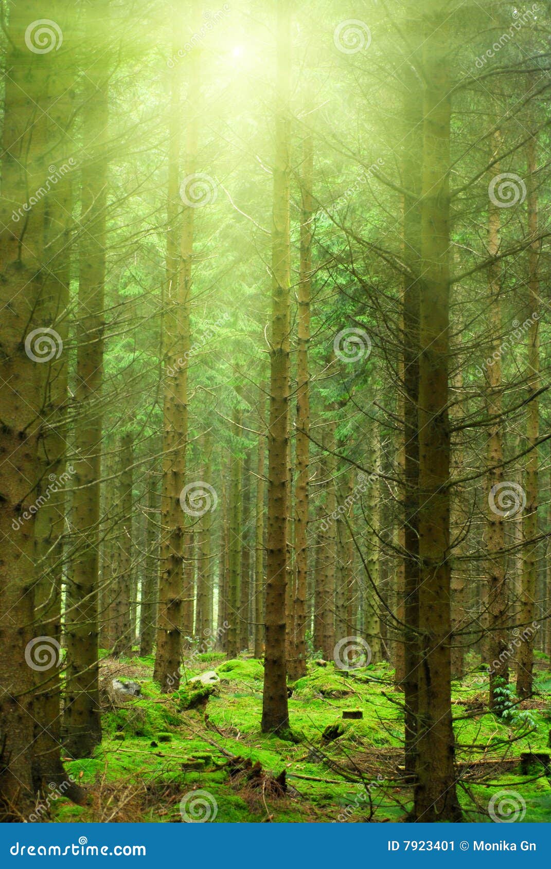 Sun rays in forest stock image. Image of plants, green - 7923401