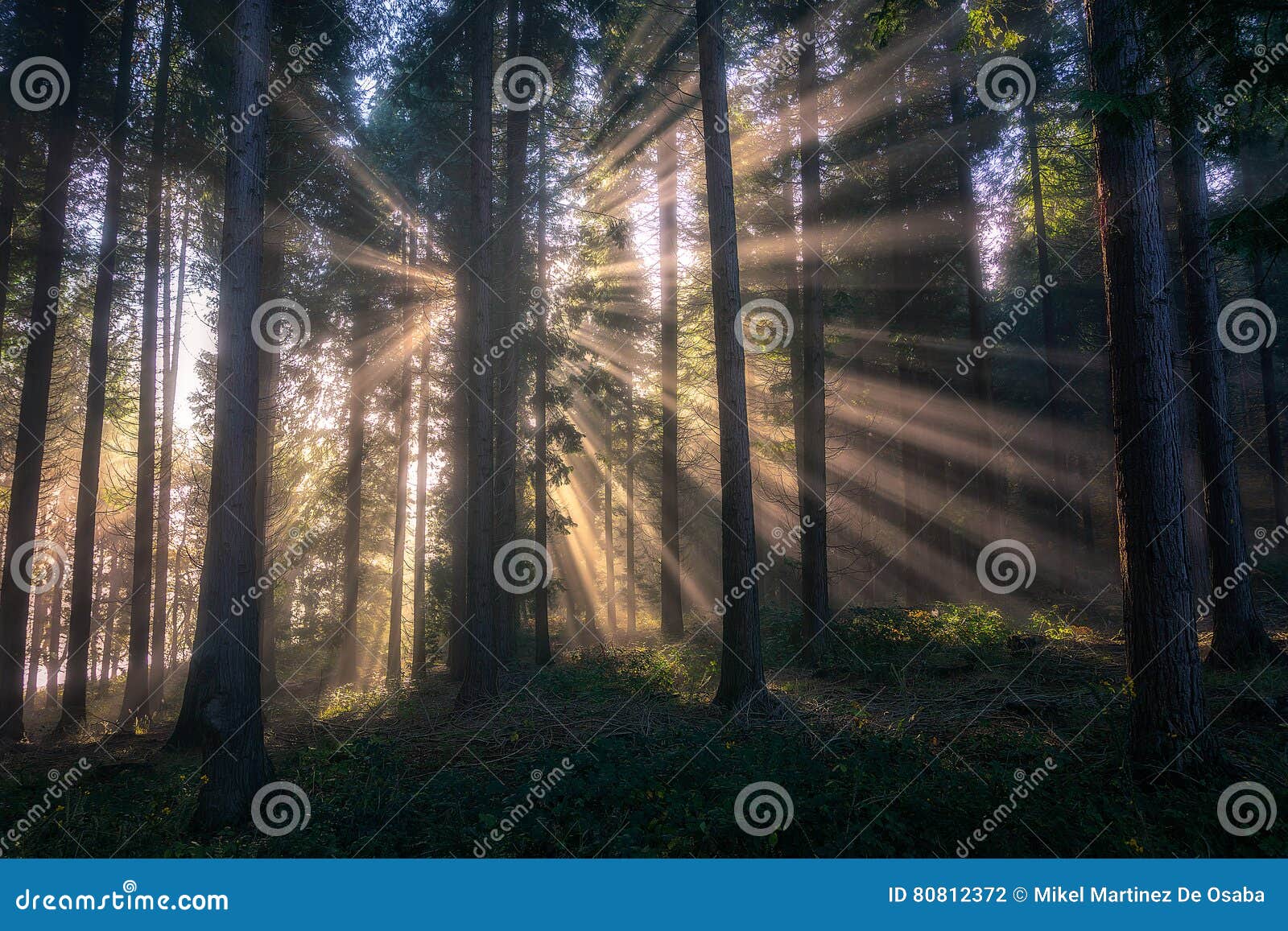Sun rays on forest stock photo. Image of beams, misty - 80812372