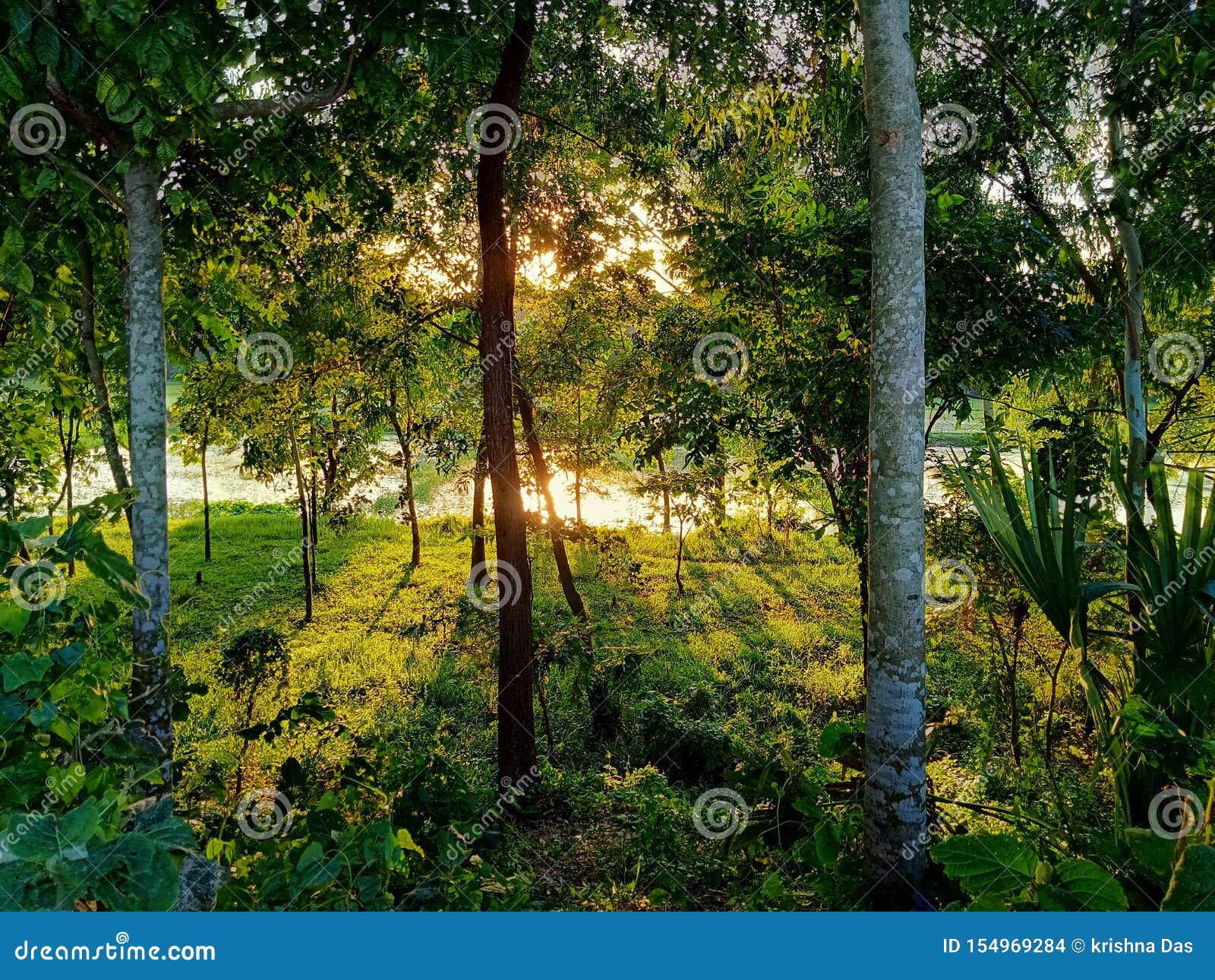 The Sun Rays through the Forest at Afternoon Stock Photo - Image of ...