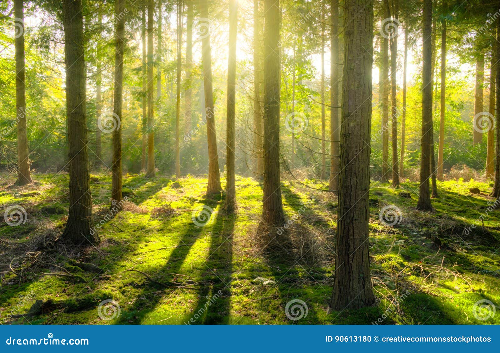 Sun Rays In Forest Picture. Image: 90613180
