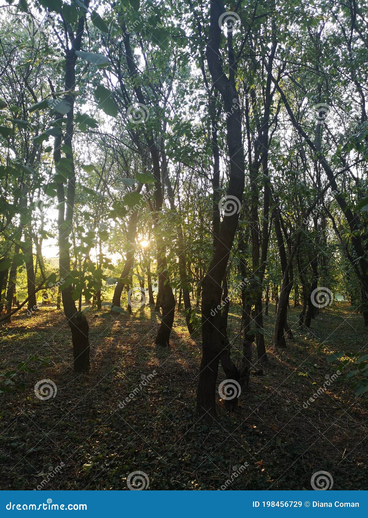 Sun Rays in the Forest. Forest in the Morning Stock Image - Image of ...