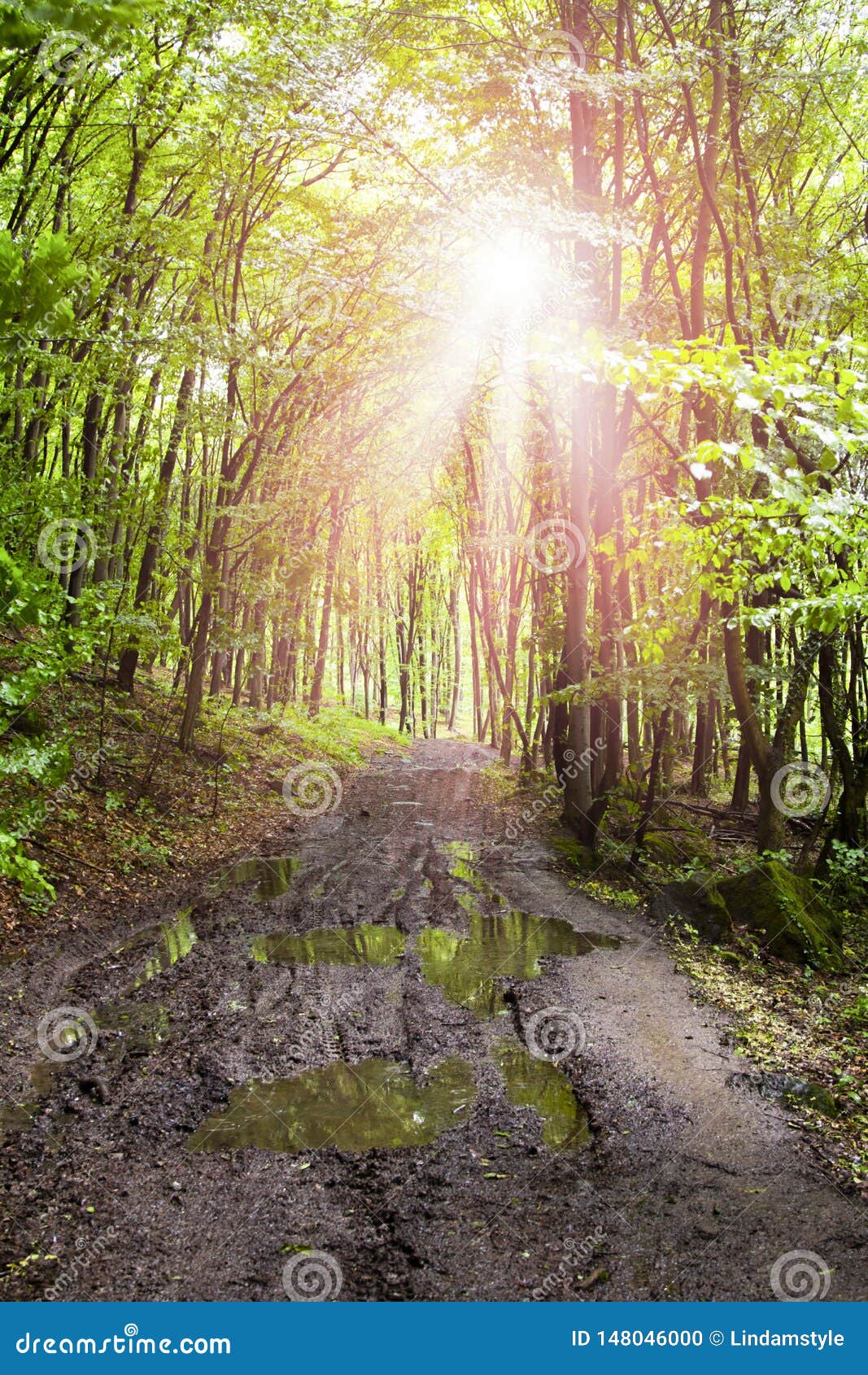 Sun Rays through Forest Leafs Stock Photo - Image of foliole ...