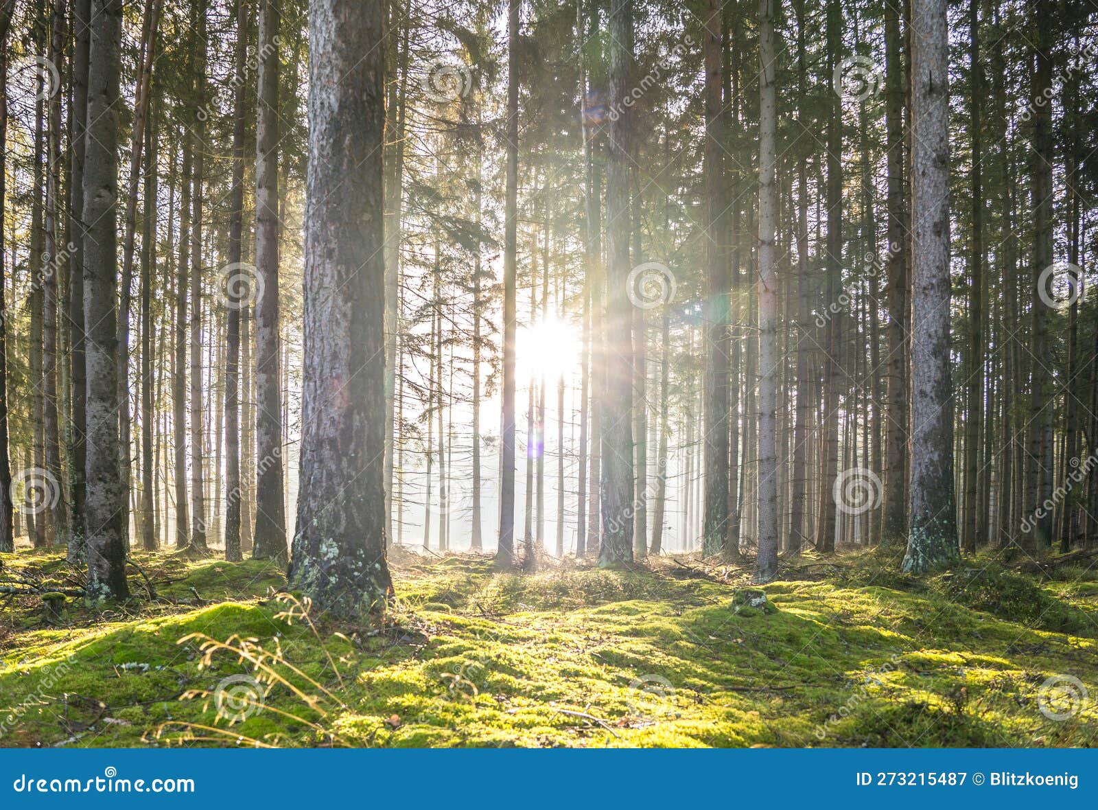 Sun rays in the forest stock image. Image of nature - 273215487