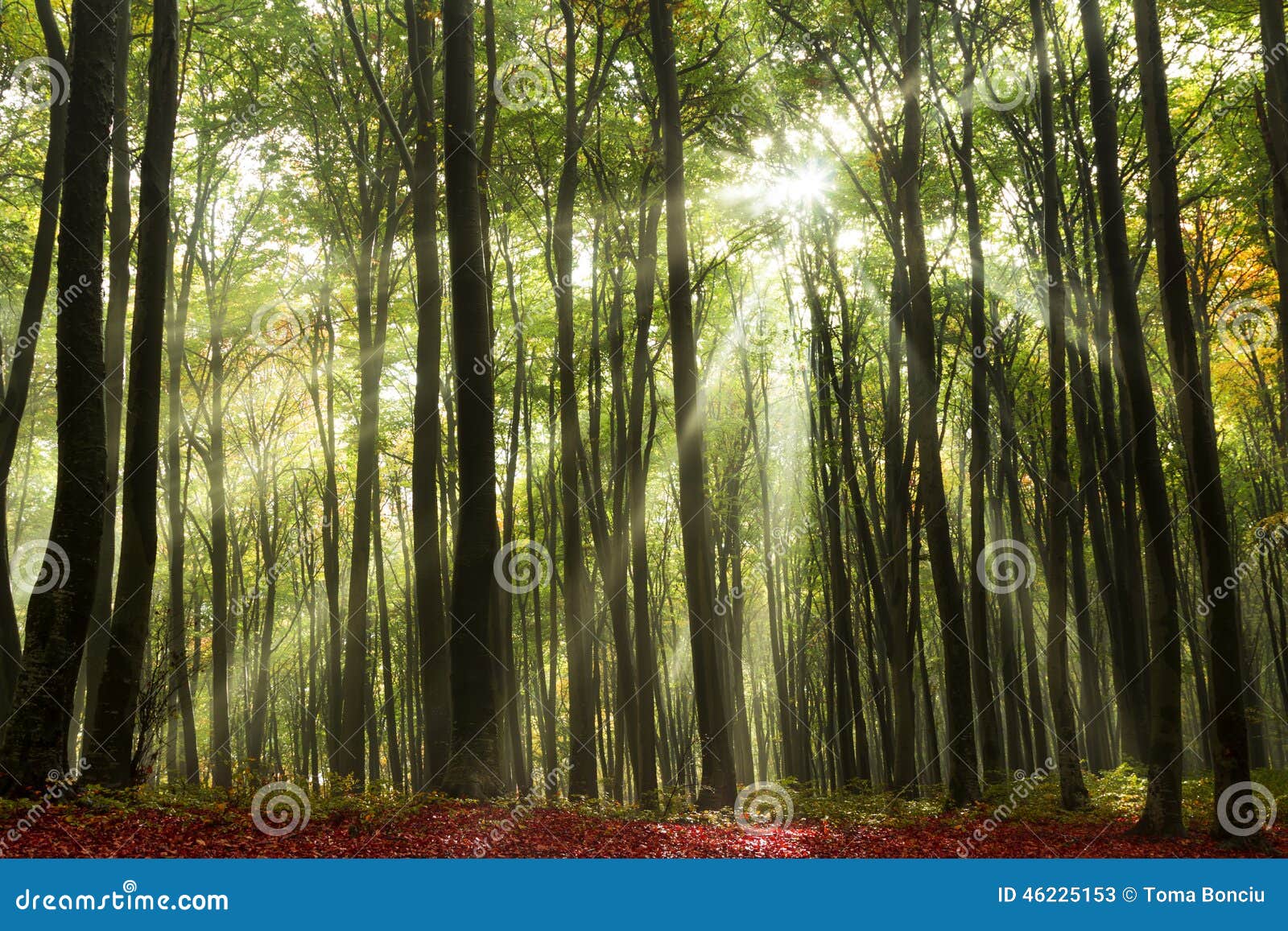 Sun rays in the forest stock image. Image of wooded, sunlit - 46225153