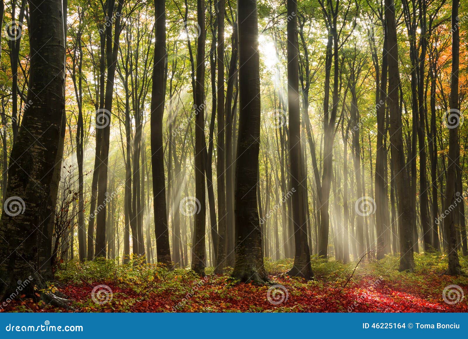 Sun rays in the forest stock photo. Image of sunny, path - 46225164