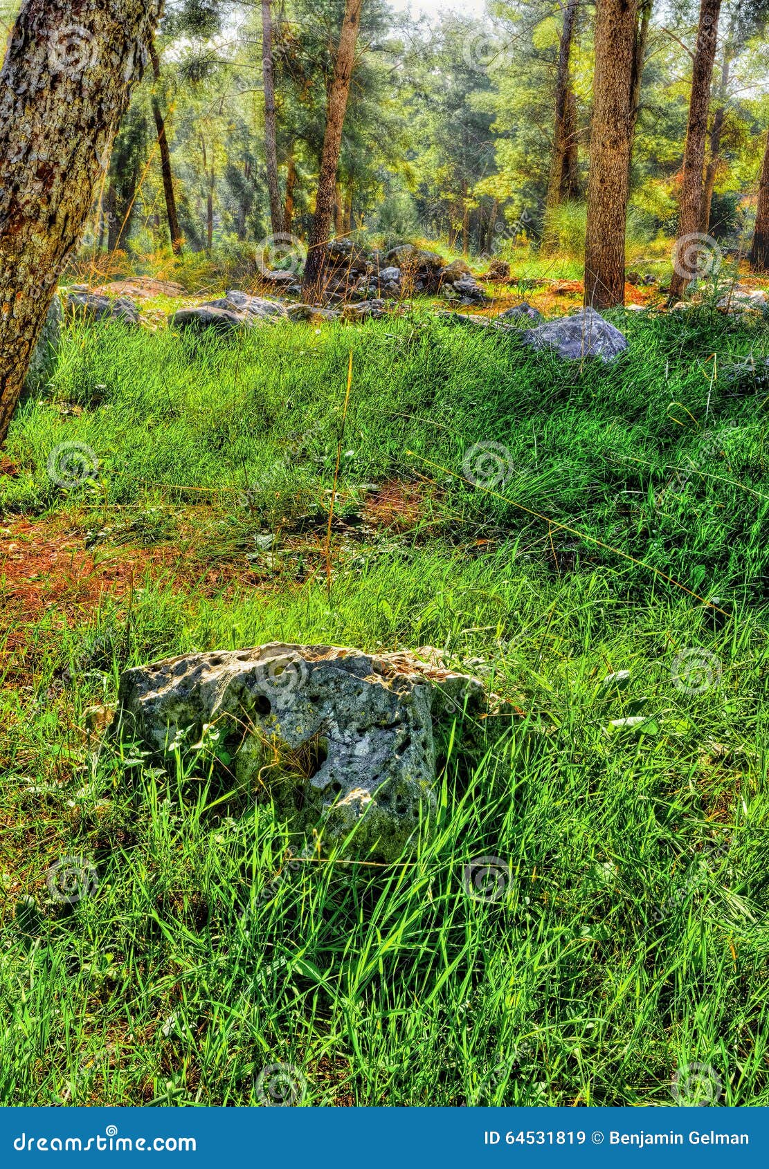 Sun rays in the forest stock image. Image of space, temperature - 64531819