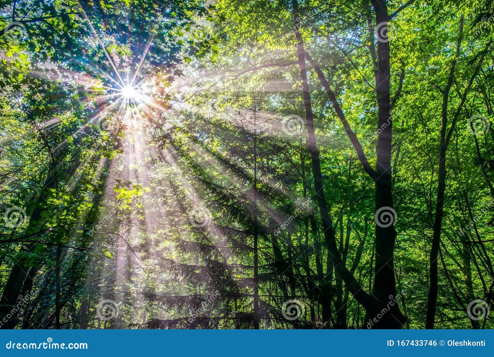 Sun Rays in the Forest in the Morning Stock Photo - Image of mist ...