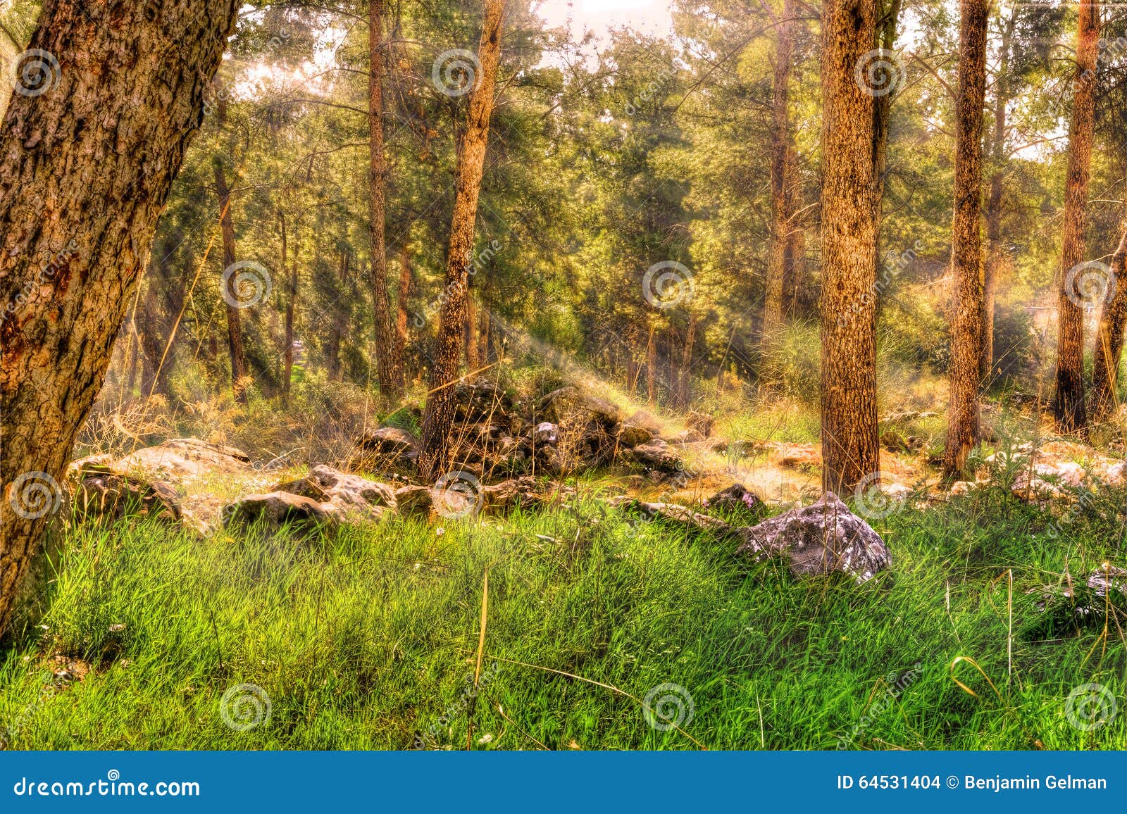 Sun Rays in the Forest after the Rain Stock Photo - Image of objects ...