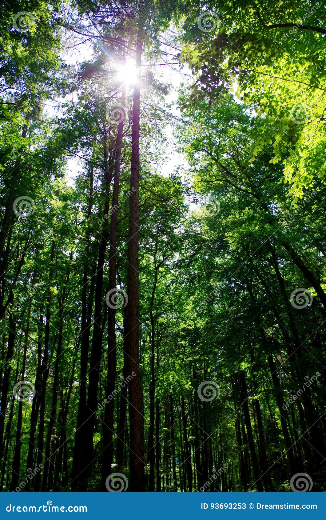Sun rays in the forest stock image. Image of calm, shooted - 93693253