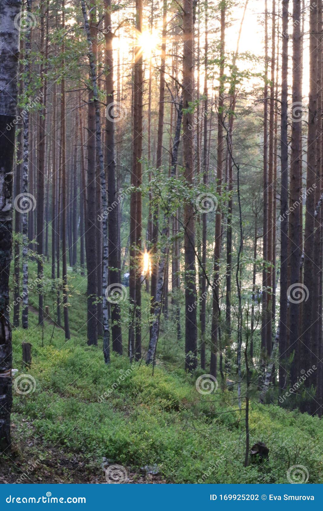 Sun Rays through the Forest Stock Photo - Image of forest, branch ...