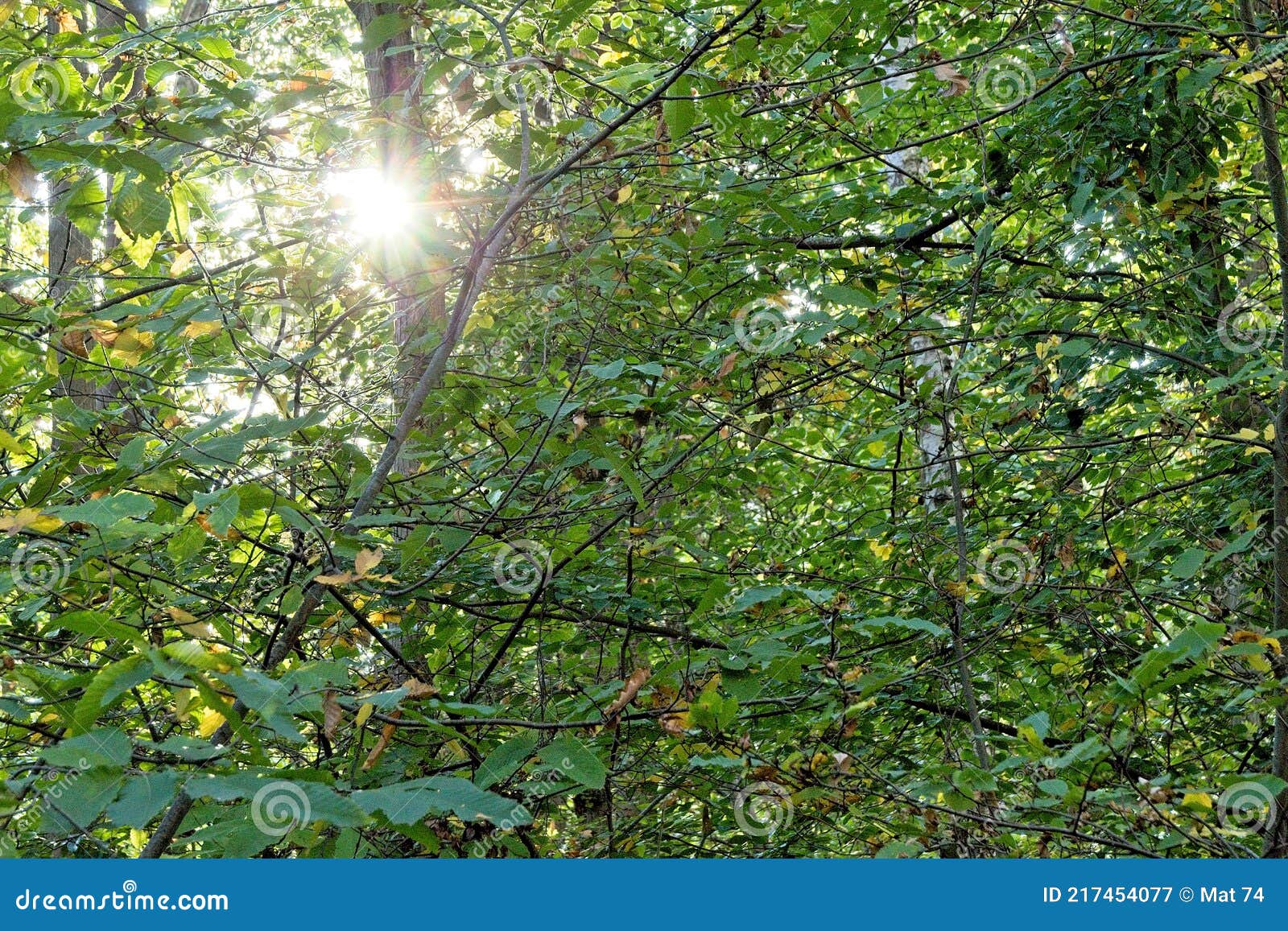 Sun rays in the forest stock image. Image of grove, light - 217454077