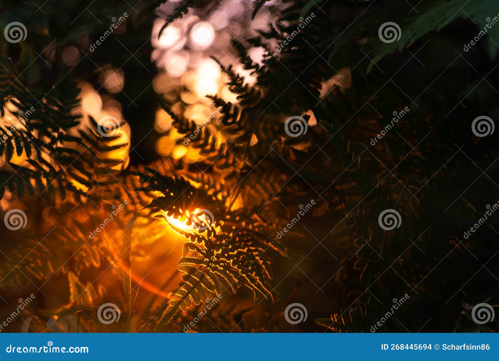 Sun rays in forest stock photo. Image of plants, fern - 268445694