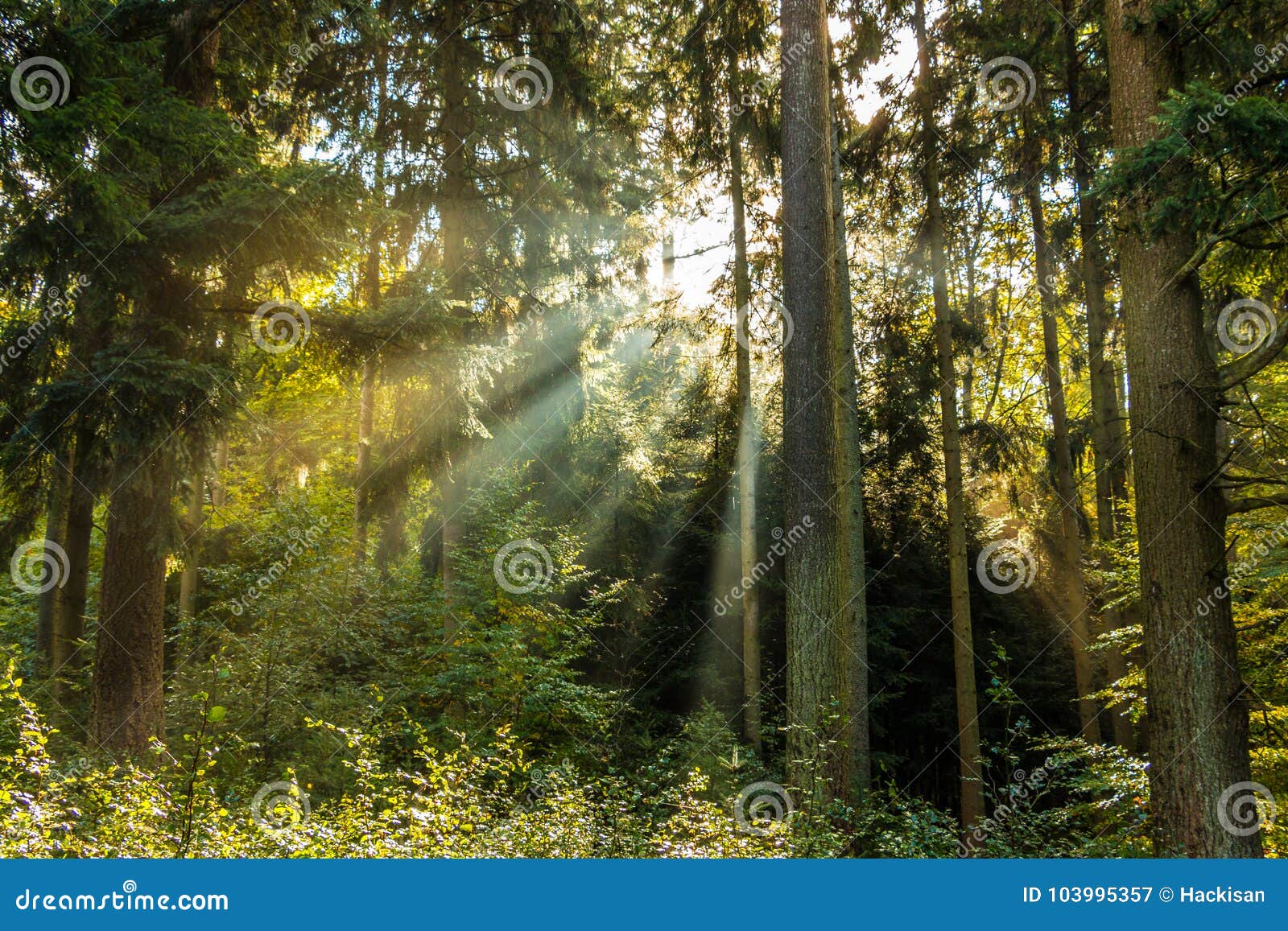 Sun Rays through the Forest Stock Image - Image of earth, beauty: 103995357