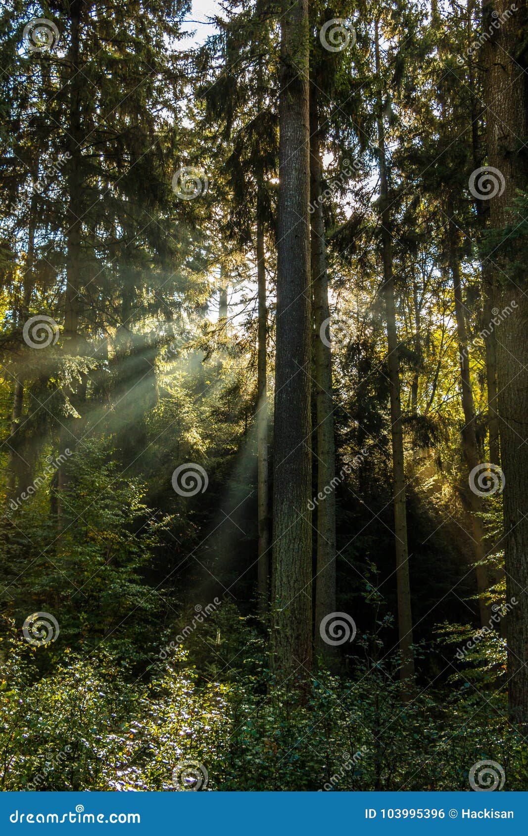 Sun Rays through the Forest Stock Photo - Image of farming, hackisan ...