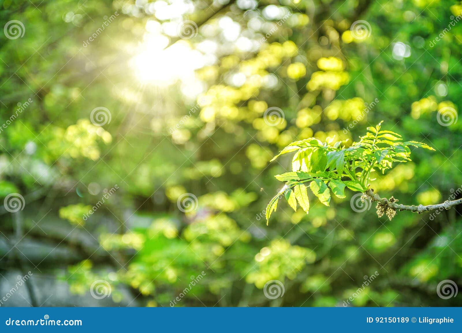 Sun Rays Fresh Green Foliage Spring Nature Background Stock Image ...